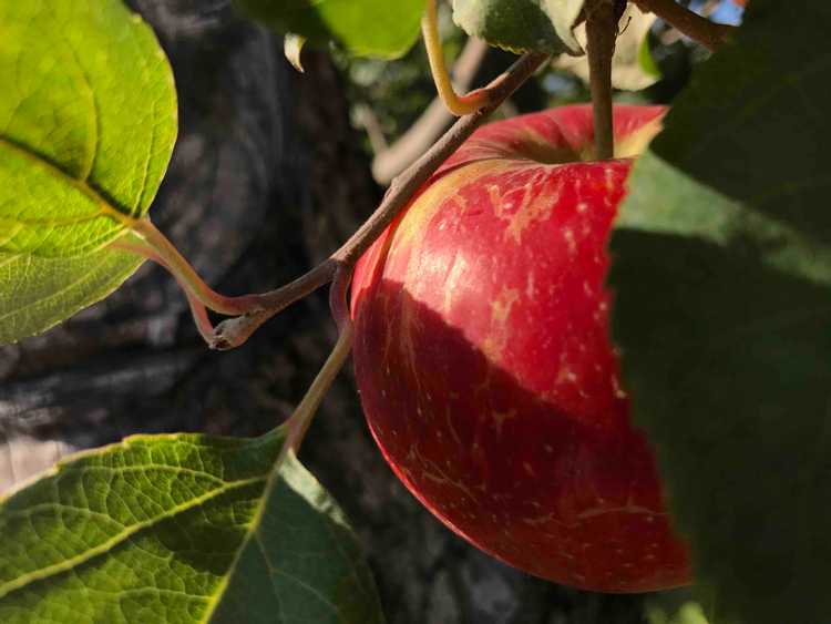 Pommes biologiques certifiées par Québec Vrai | Verger Joannette Bio